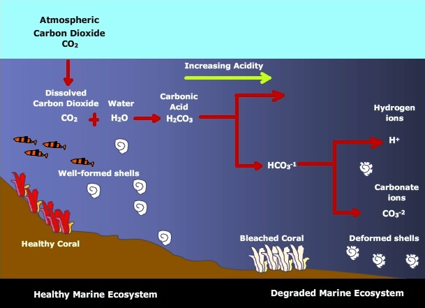Ocean Acidification Diagram